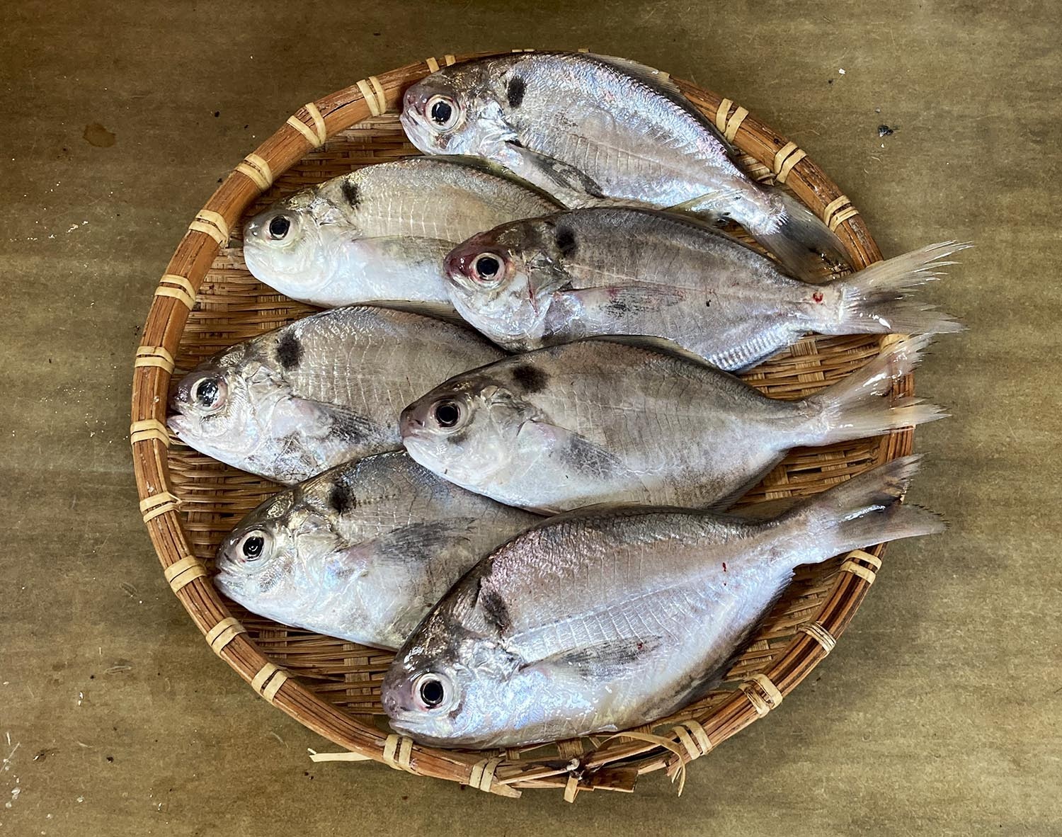 道の駅みさき夢灯台: ヒゲメバルの釣りブログ